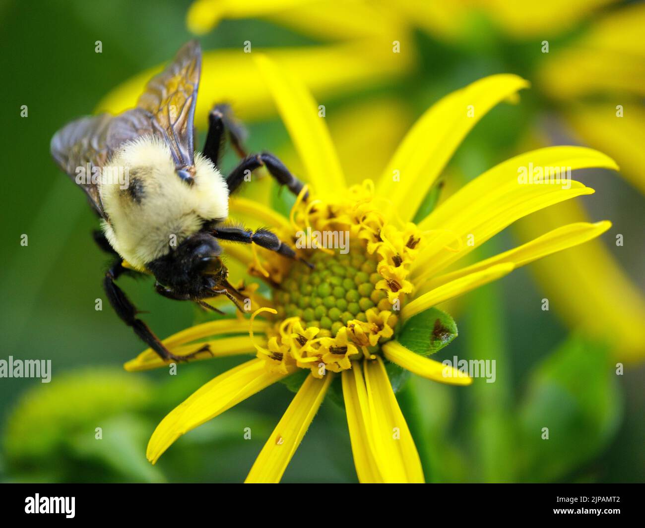 Bumble bee pollination hi-res stock photography and images - Alamy