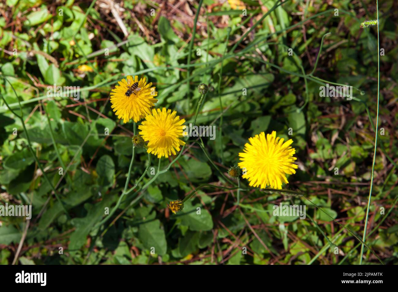 Yellow blooming dandelions on spring meadow Stock Photo - Alamy