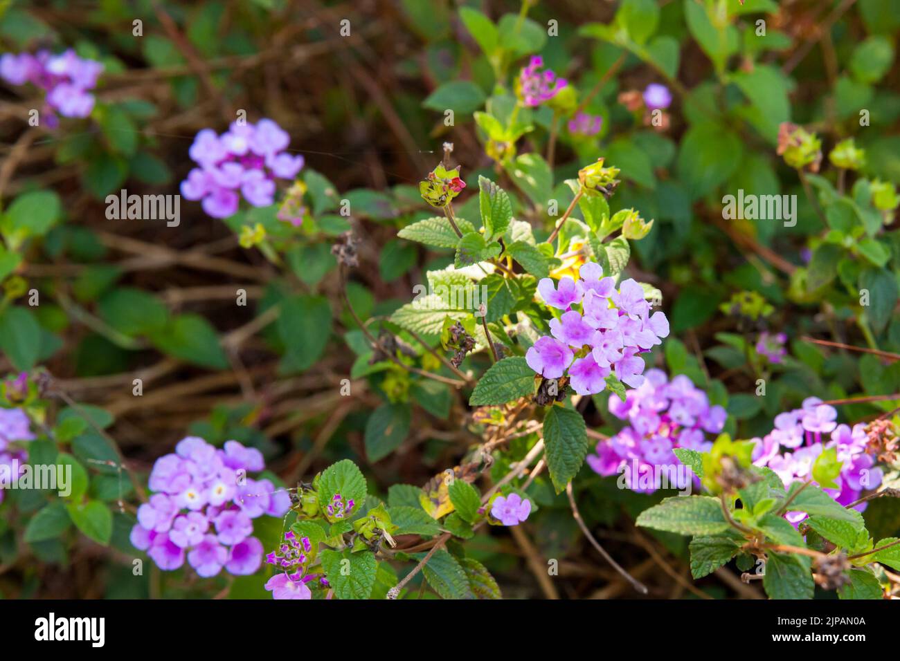 Purple lantana hi-res stock photography and images - Alamy