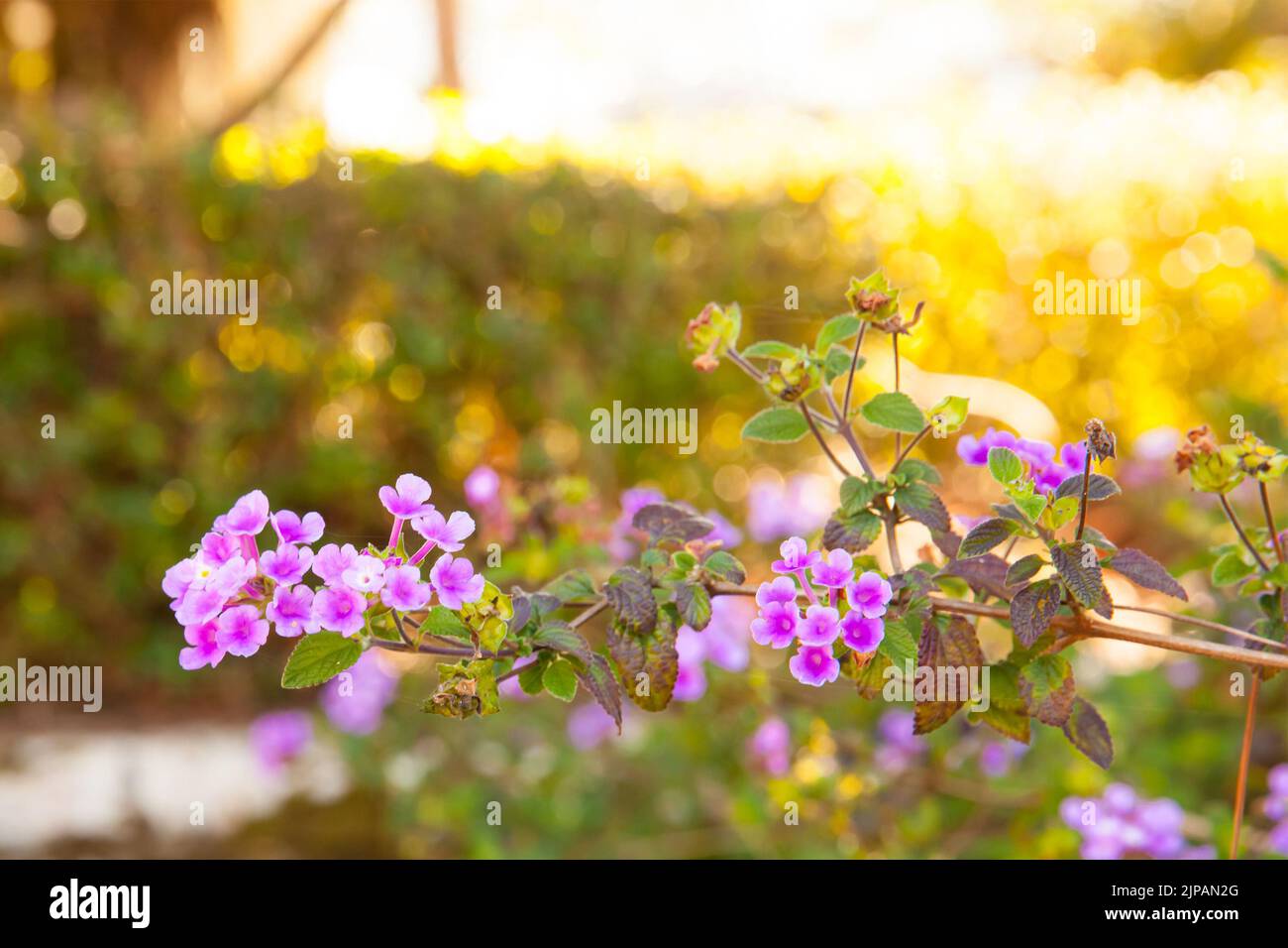Purple Trailing Lantana in bloom with green background in sunny ...