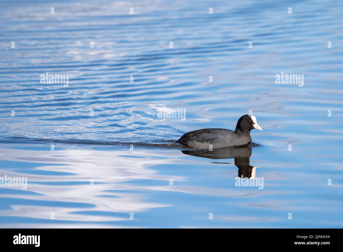 Swimming Eurasian coot in blue water, controlling breeding territory ...