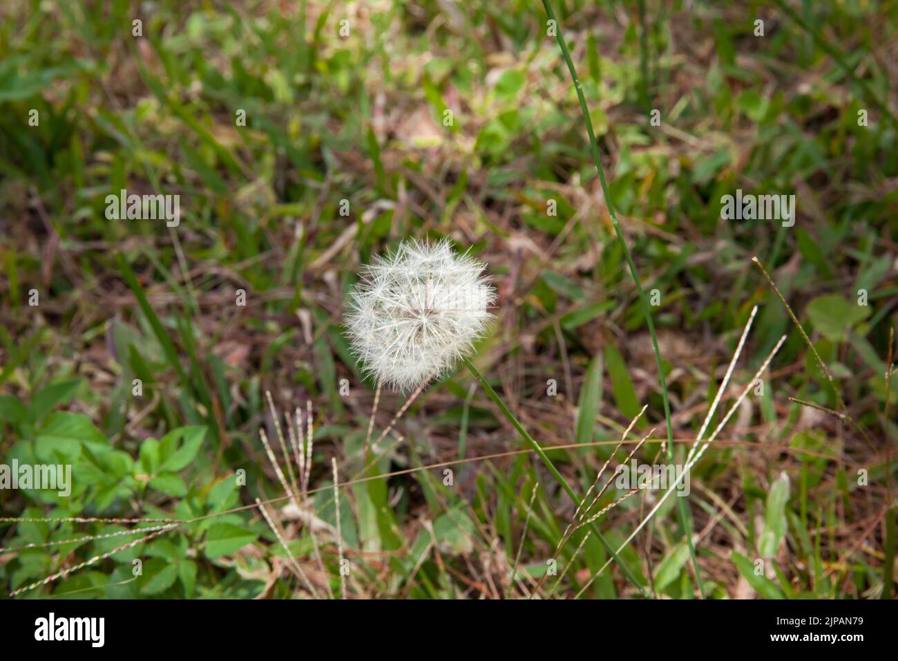 Light up dandelions hi-res stock photography and images - Alamy