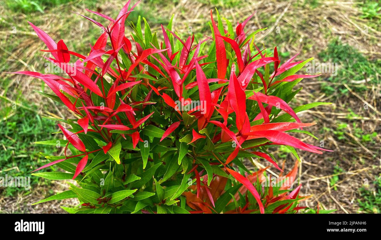 A closeup of a bunch of beautiful red Syzygium Oleanna in a garden ...
