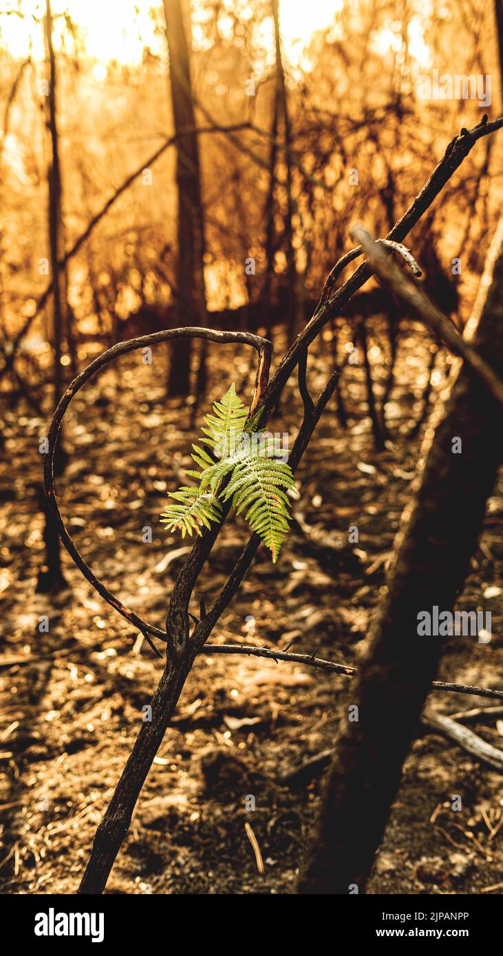Bushes destroyed by fire hi-res stock photography and images - Alamy