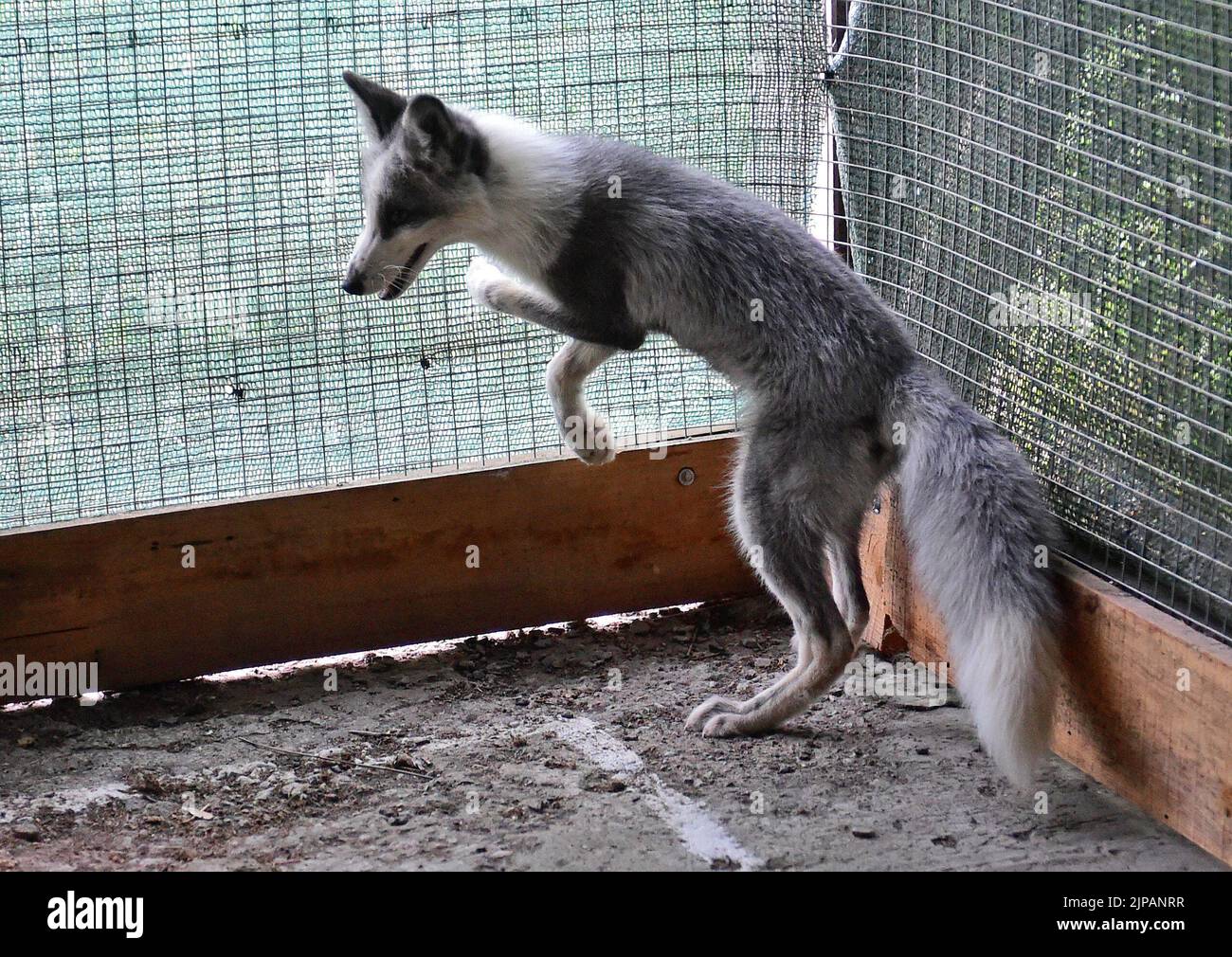 Experimental fur farm of the Institute of Cytology and Genetics ...