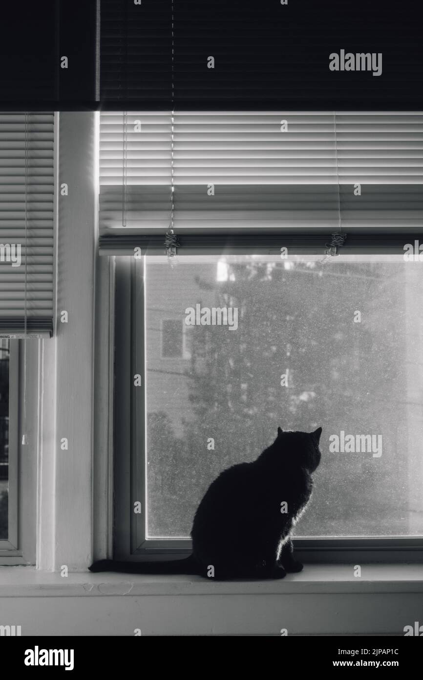 black cat sitting on window sill Stock Photo - Alamy