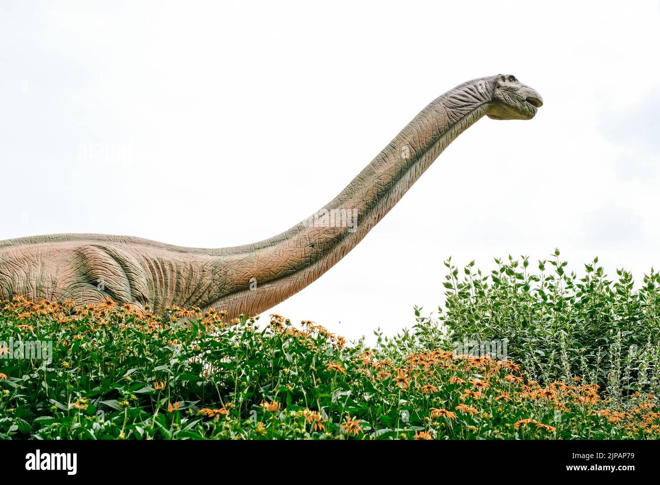 Diplodocus head hi-res stock photography and images - Alamy