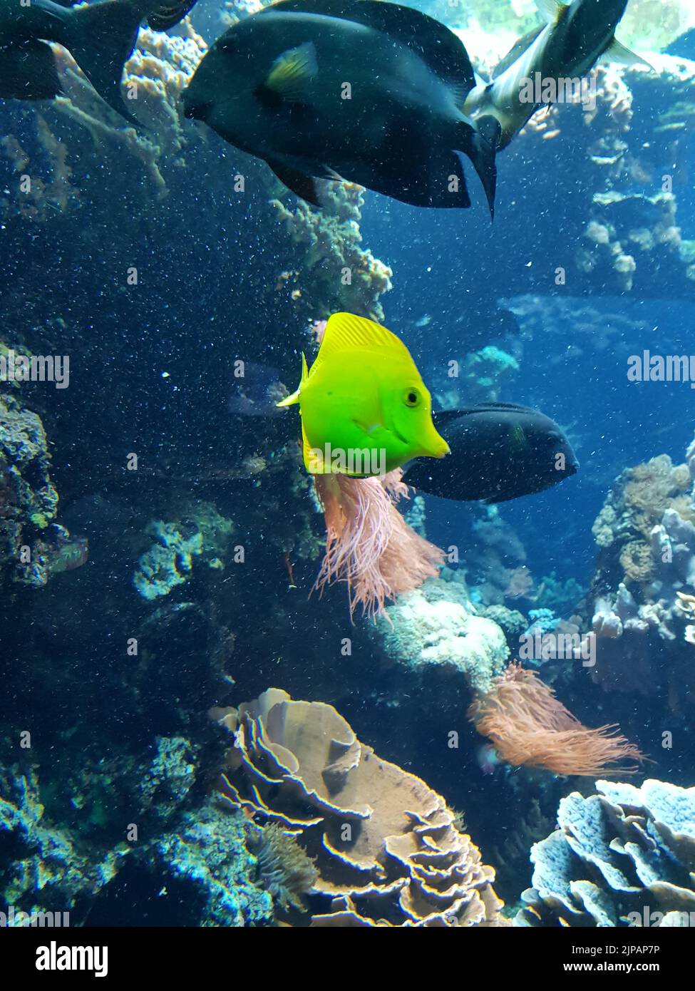 Different water species hi-res stock photography and images - Alamy