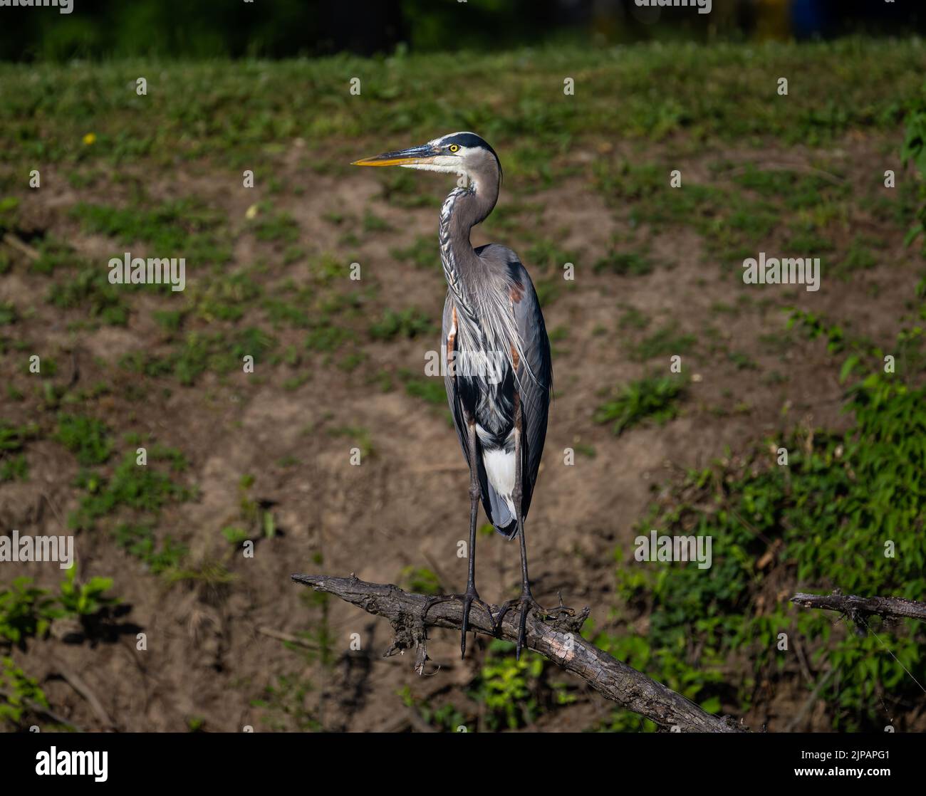 A closeup of a beautiful great blue heron standing on an old tree in ...
