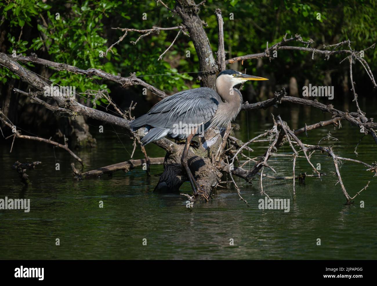 A closeup of a beautiful great blue heron on an old tree in the lake ...