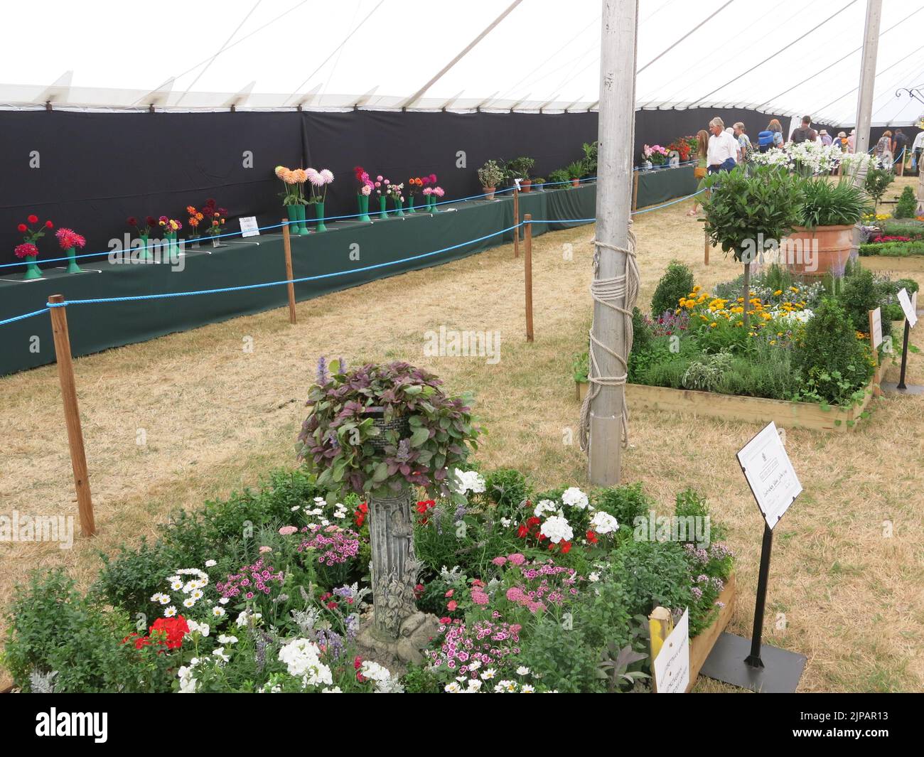 Flowers and plants on display in a marquee at the July 2022 Sandringham ...