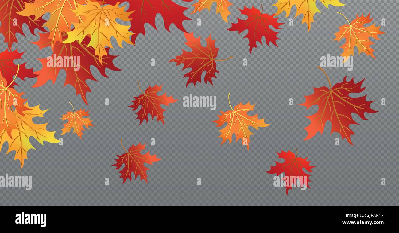 Autumn red and yellow maple leaves, web template transparent background ...