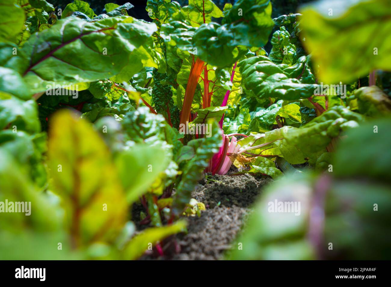 Down below the organic crop field with Peppermint swiss chard growing ...