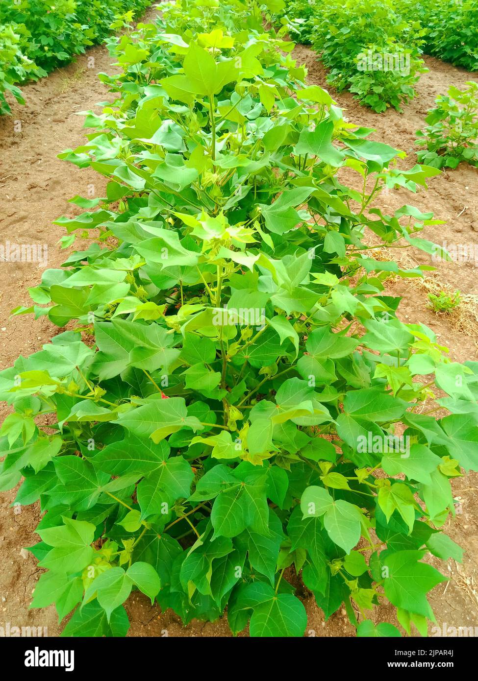 Cotton crop Indian forming in the field Stock Photo - Alamy