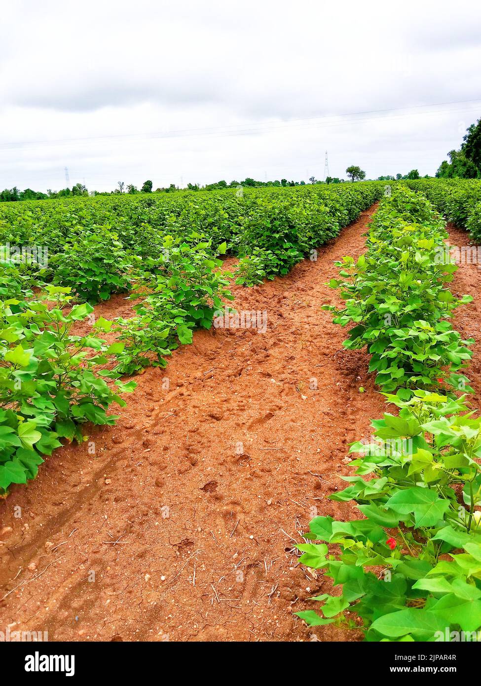 Cotton crop Indian forming in the field Stock Photo - Alamy