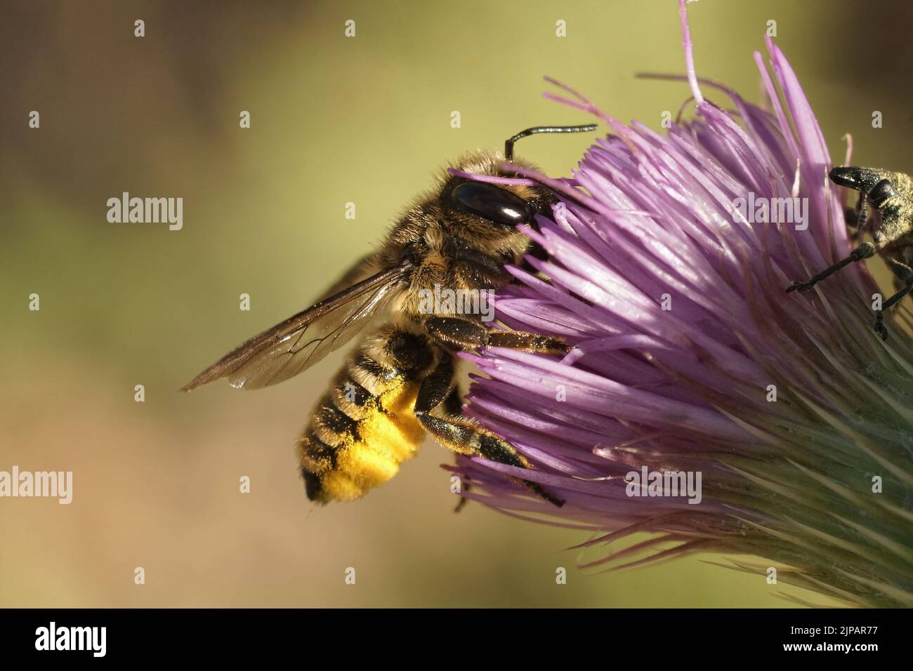 Closeup on a female mediterranean leafcutter bee, Megachile melanopyga ...