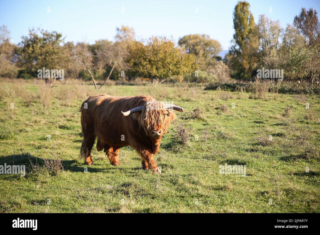 Highland cow horns hillside hi-res stock photography and images - Alamy
