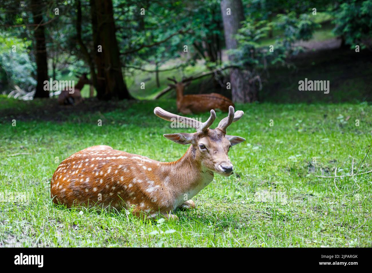 Beautiful young brown deer in the wild. Wild deer among green trees ...
