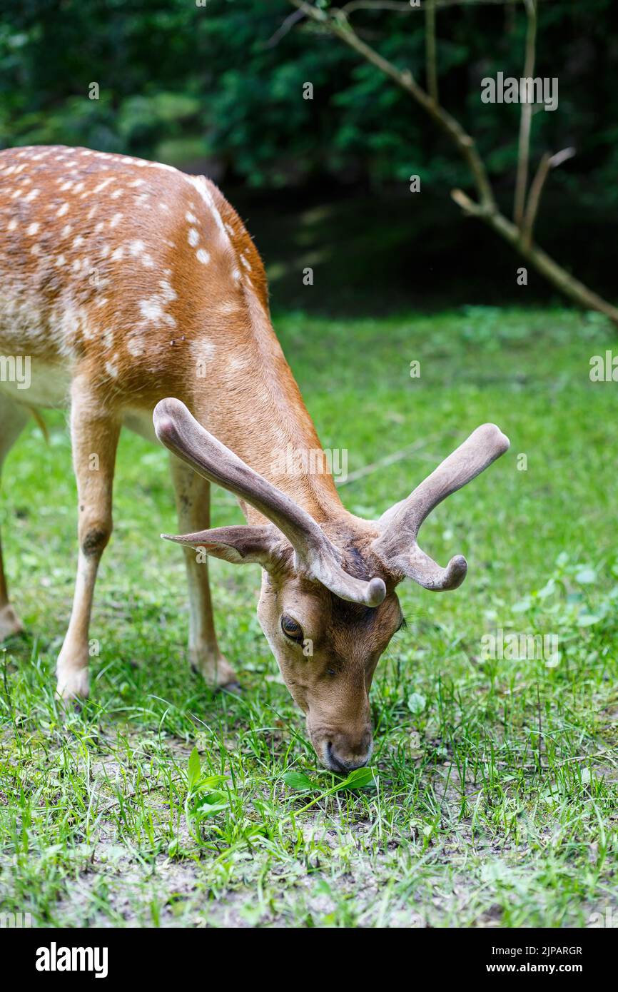 Beautiful young brown deer in the wild. Wild deer among green trees ...