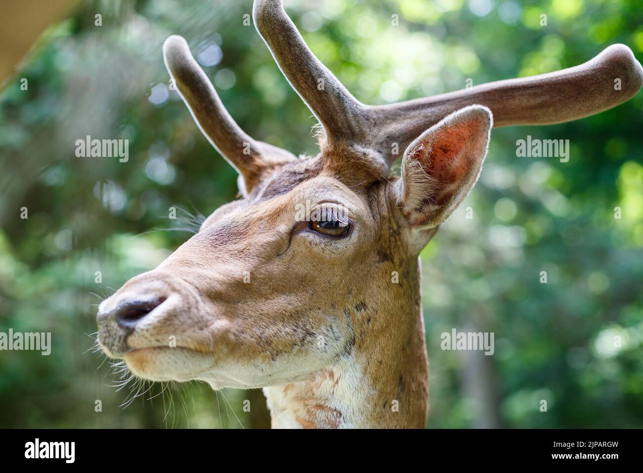 Beautiful young brown deer in the wild. Wild deer among green trees ...