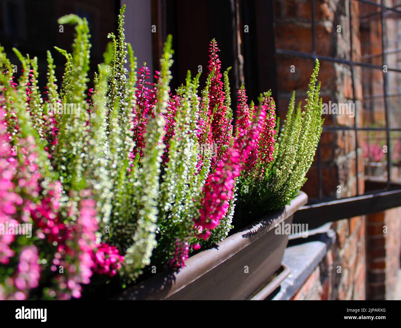 Beautiful heather in a flowerpot on a windowsill of a brick house in a ...