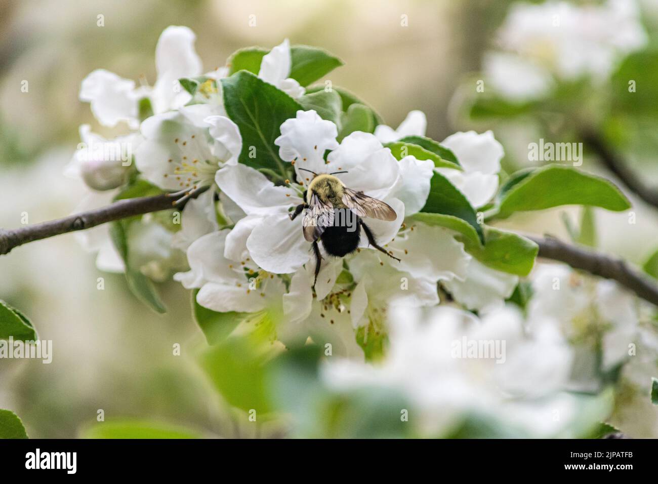 A closeup of a bee on a white cherry blossom in the pollination process ...