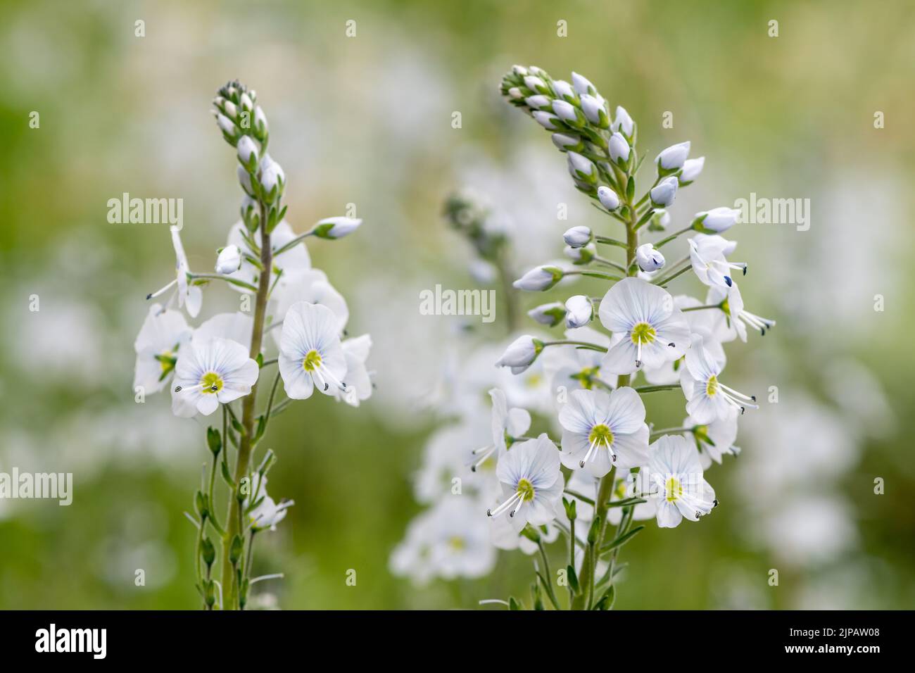 Gentian speedwell (veronica gentianoides) flowers in bloom Stock Photo ...
