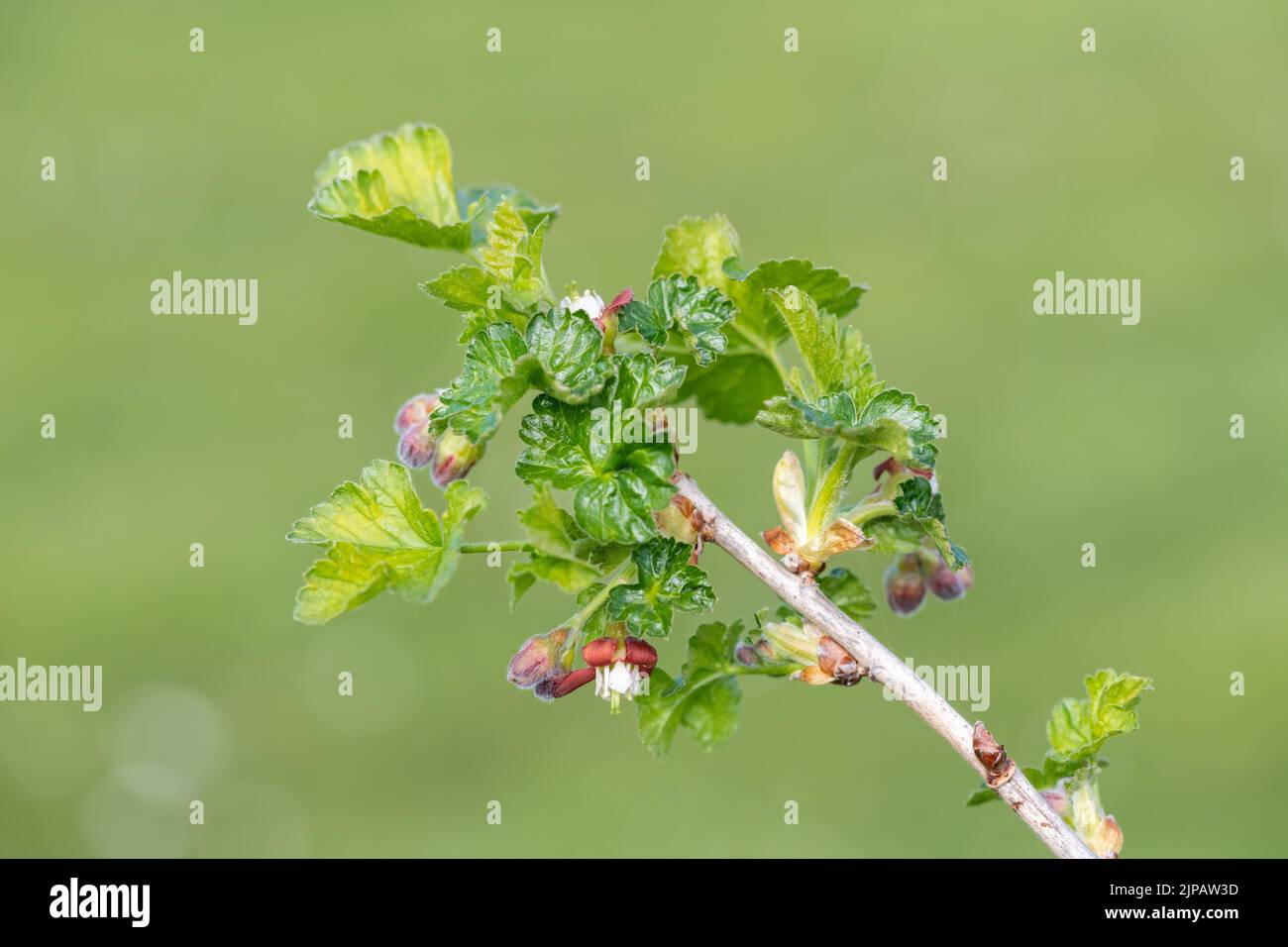 Close up of blossom on a European gooseberry (ribes uva-crispa) bush ...