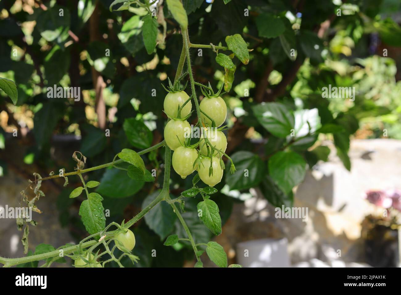 Small green tomatoes ripen in the farm. Tomato trees are fruiting in ...