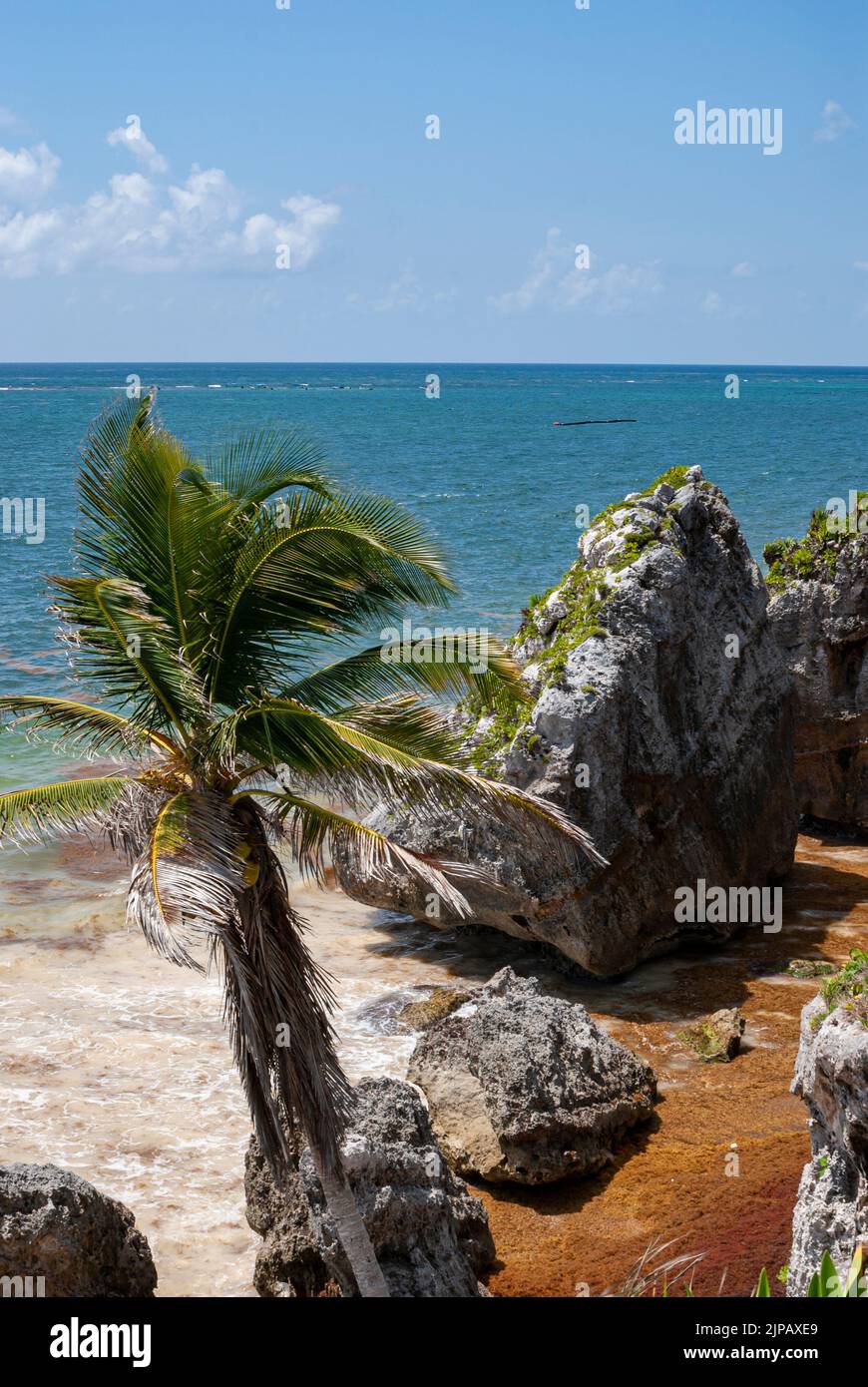 Excessive amounts of sargassum seaweed line the coast underneath Tulum ...
