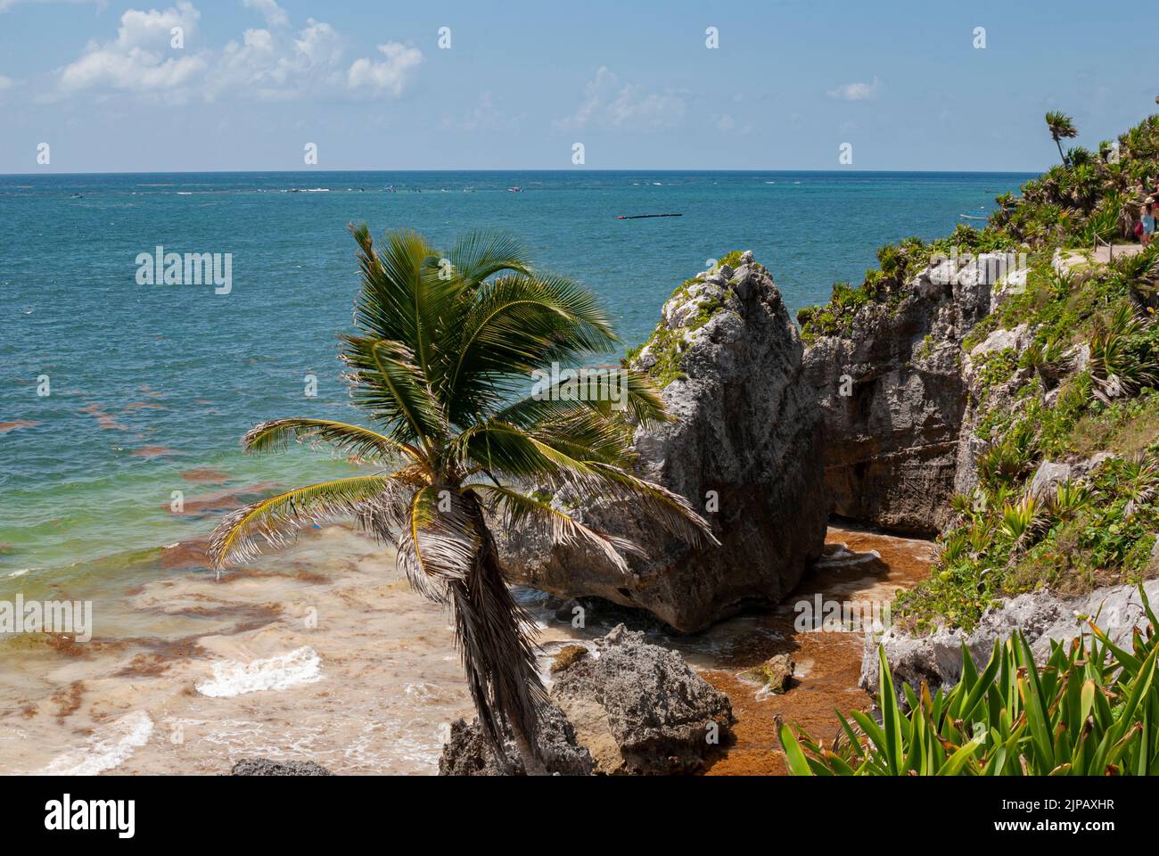 Excessive amounts of sargassum seaweed line the coast underneath Tulum ...
