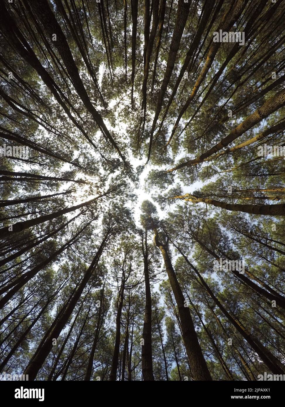 A low angle shot of pinus trees- perfect for backgrounds Stock Photo ...