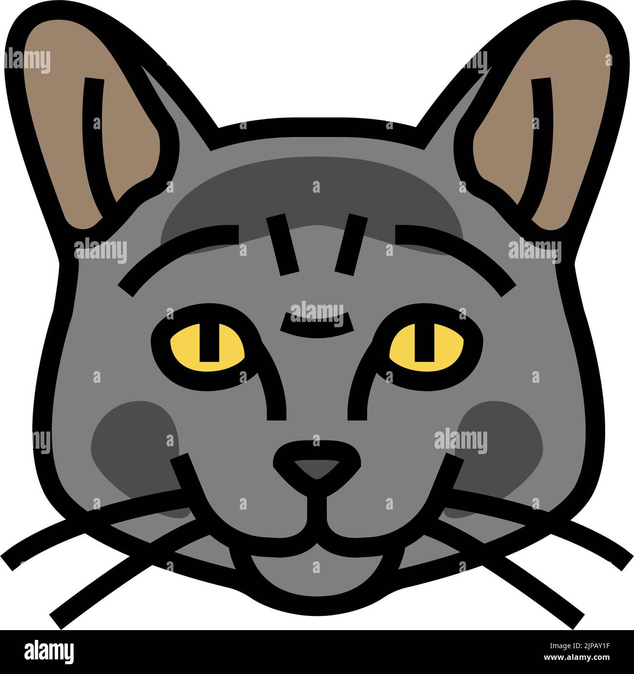 Grey russian blue breed Cut Out Stock Images & Pictures - Alamy