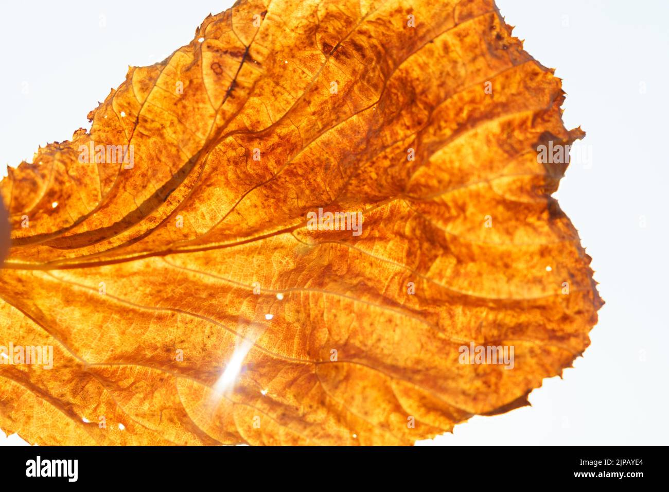 Dark brown texture of a tree leaf to the light. Backgrounds and texture ...