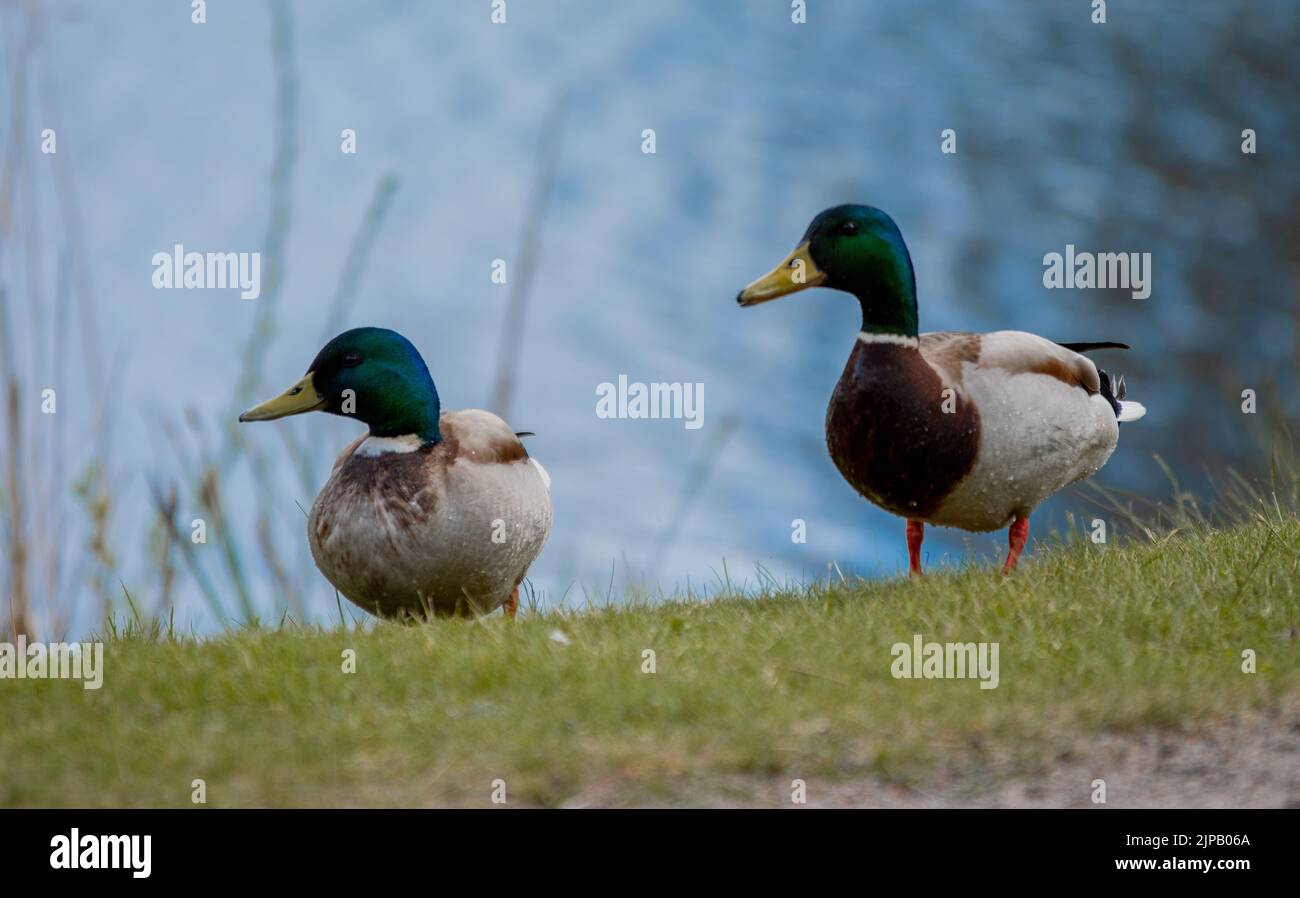 Two mallard ducks in a blur Stock Photo - Alamy