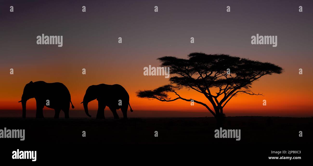 Elephants and acacia tree hi-res stock photography and images - Alamy