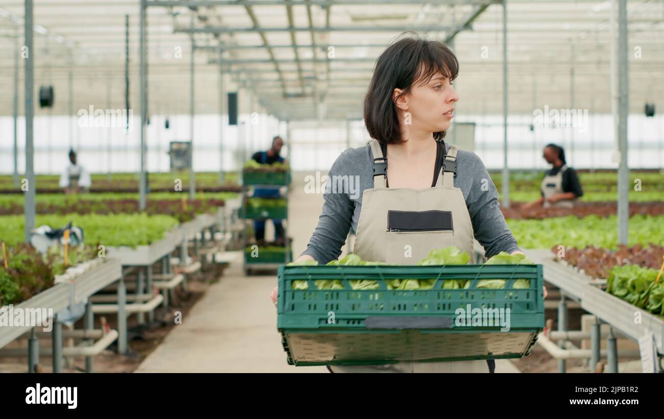 Portrait of tired greenhouse worker walking while holding crate with ...
