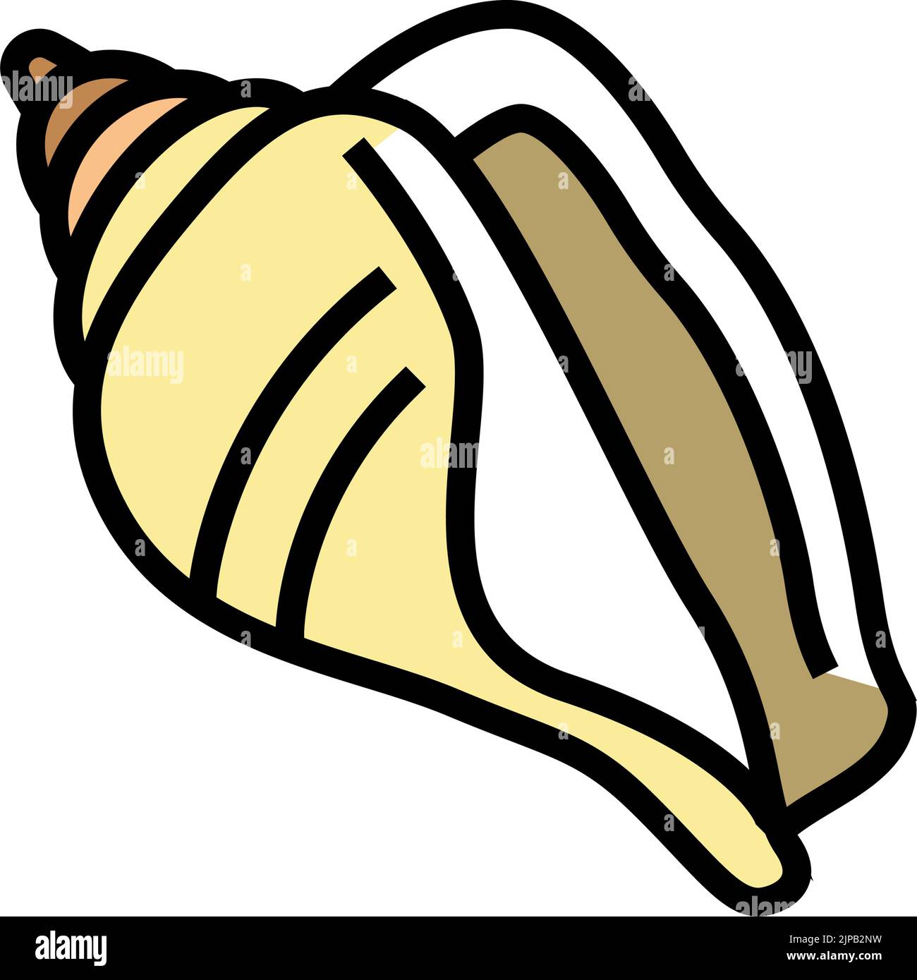 Conch shell strombus Stock Vector Images - Alamy