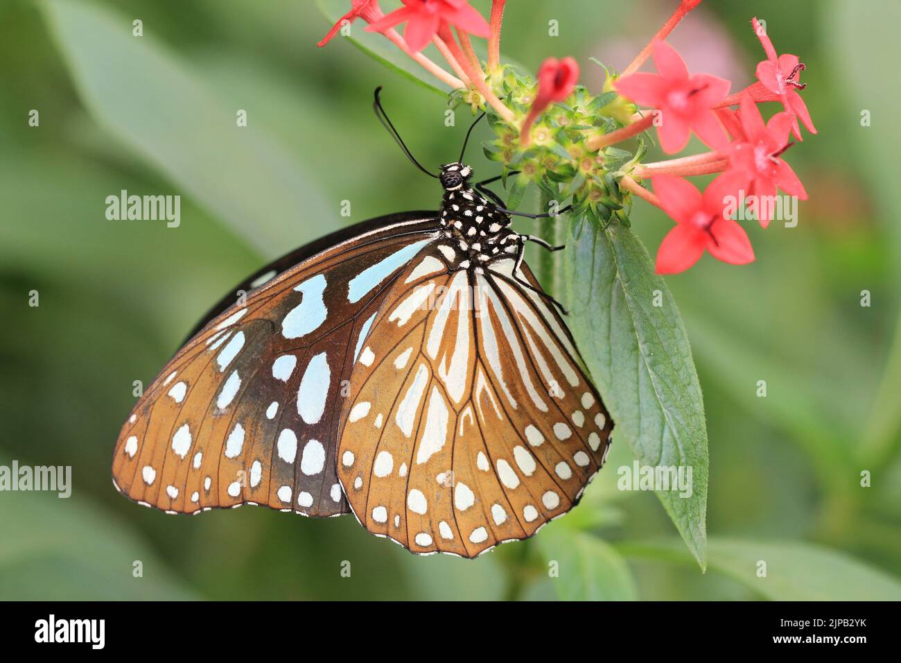 Blue Spotted Milkweed(Blue Tiger) butterfly,a beautiful colorful ...