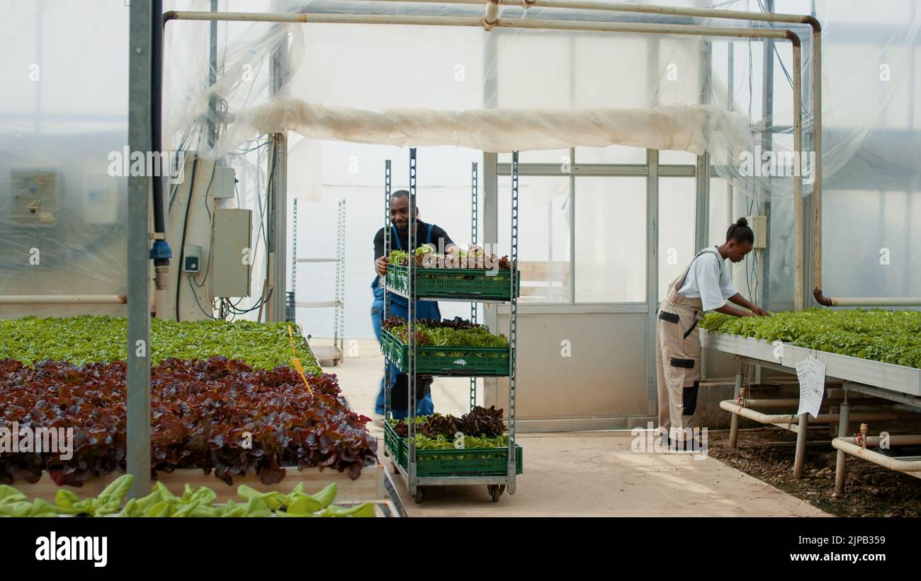 African american farm worker entering greenhouse while pushing rack ...