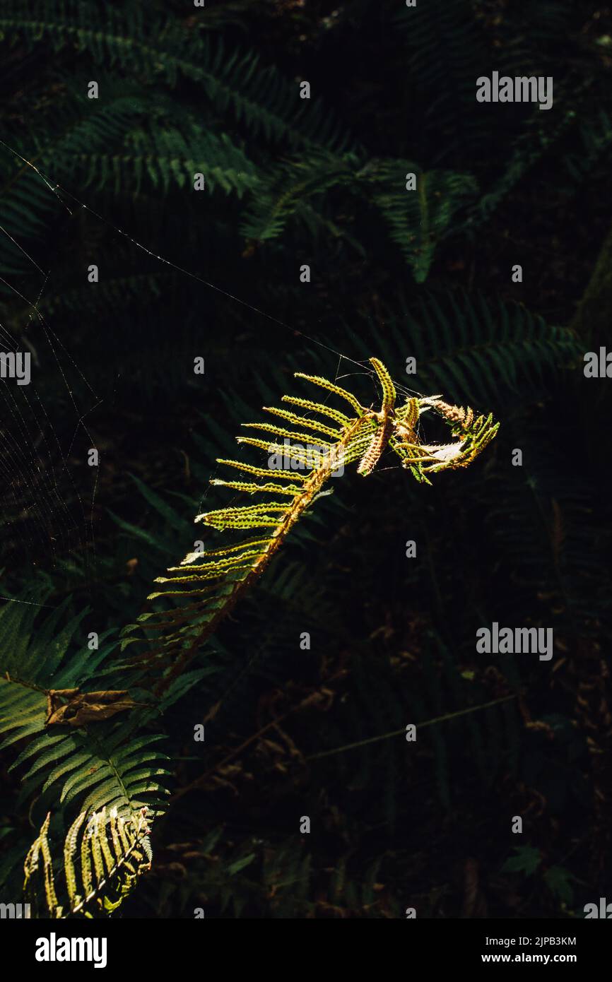 Sword fern hi-res stock photography and images - Alamy