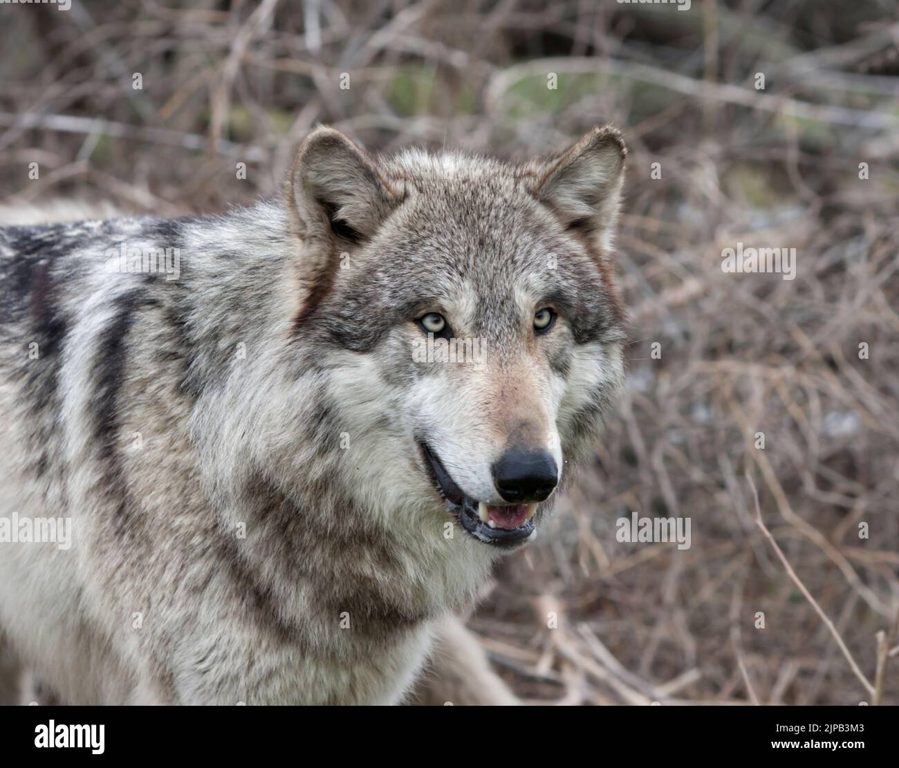 Grey Wolf Coming From Brushy Area Stock Photo - Alamy