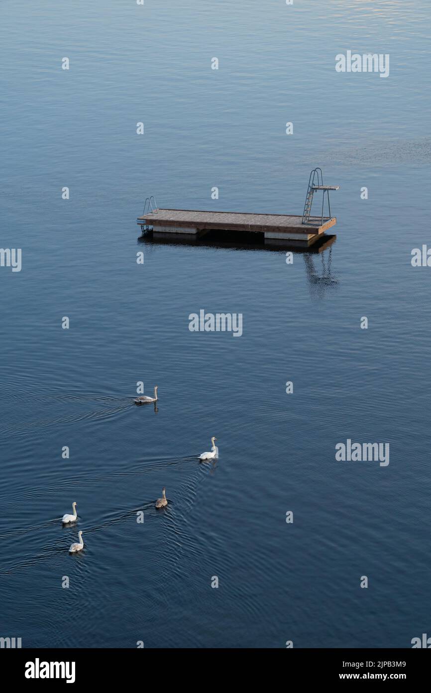 Swans near a floating diving platform in Oslo fjord Stock Photo - Alamy