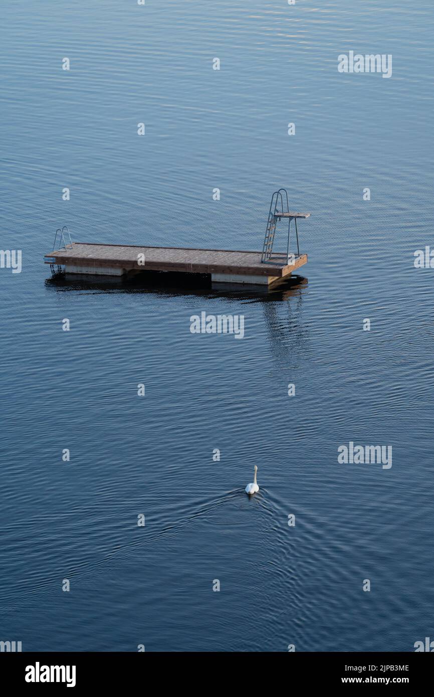 Swan near a floating diving platform in Oslo fjord Stock Photo - Alamy