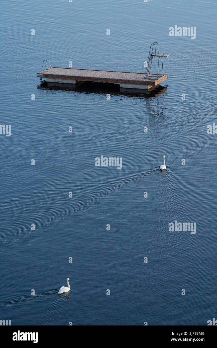 Swans near a floating diving platform in Oslo fjord Stock Photo - Alamy
