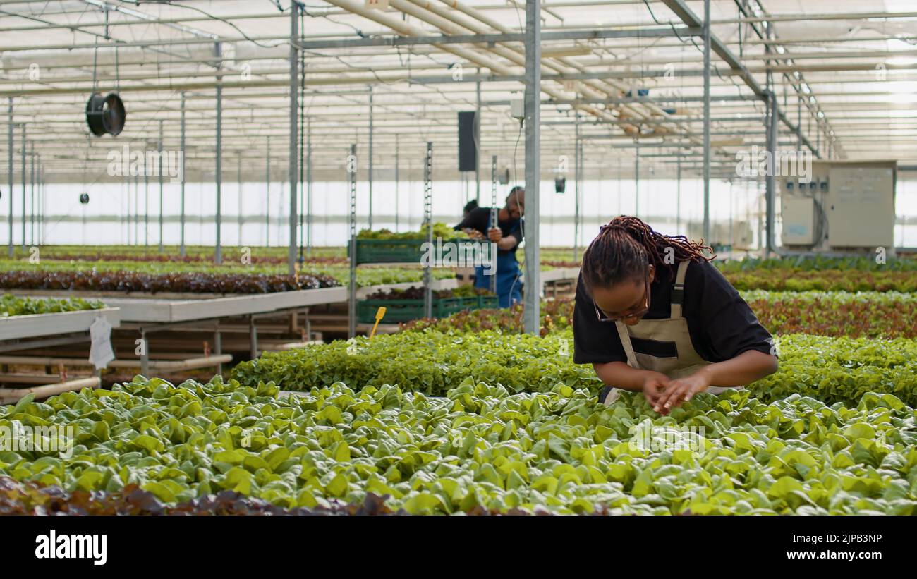 Greenhouse worker looking at green leaves cultivating organic plants ...