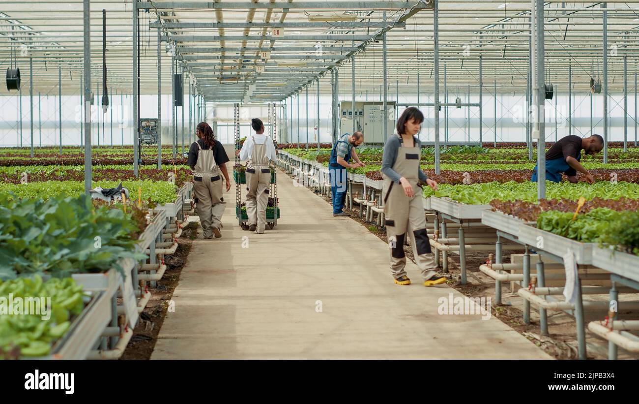 View from the back of african american worker pushing rack with ...