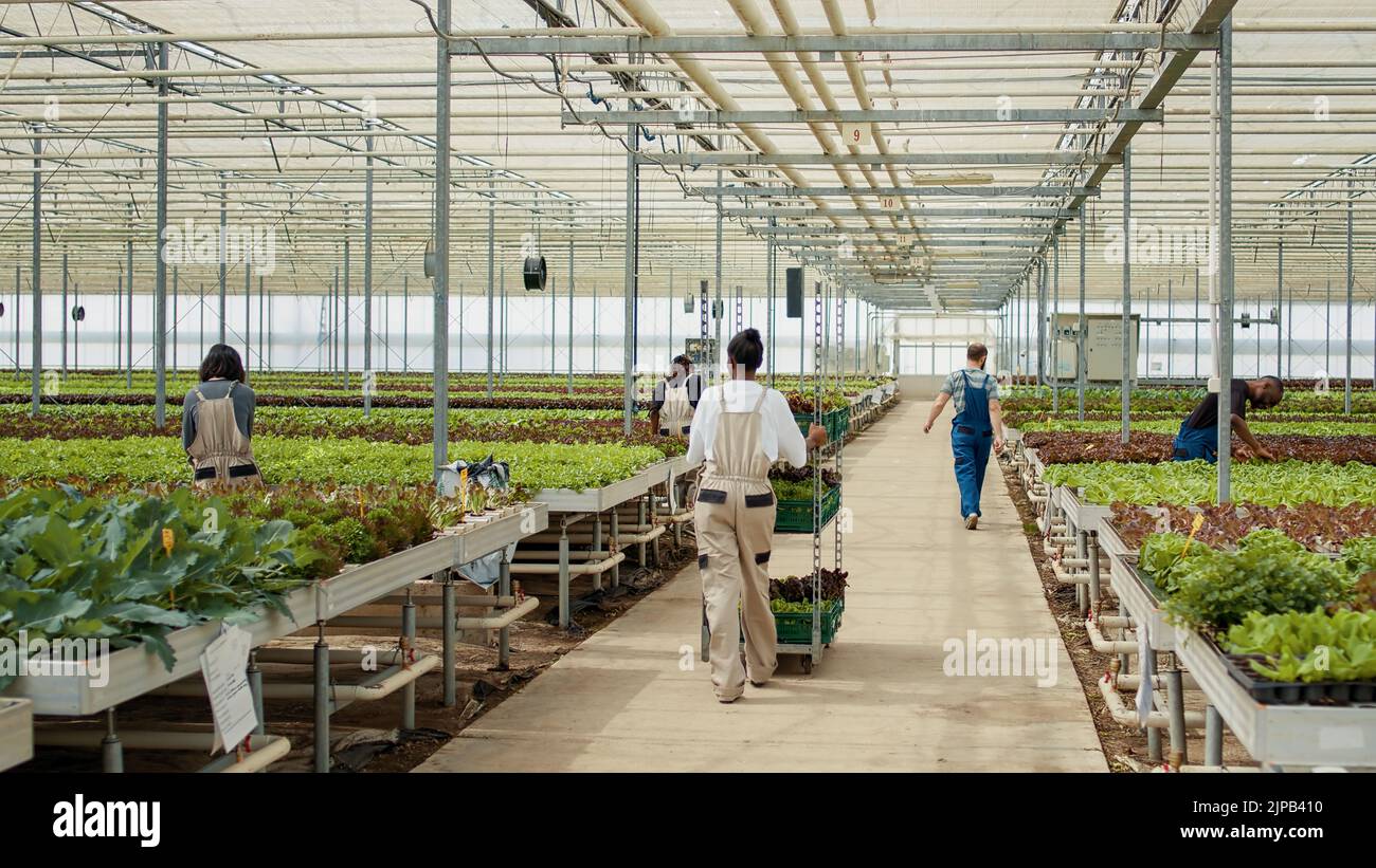 Taking care crops hand hi-res stock photography and images - Alamy