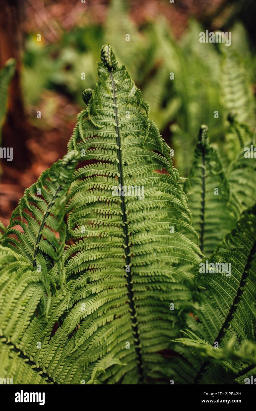 green ostrich Fern fronds Stock Photo - Alamy
