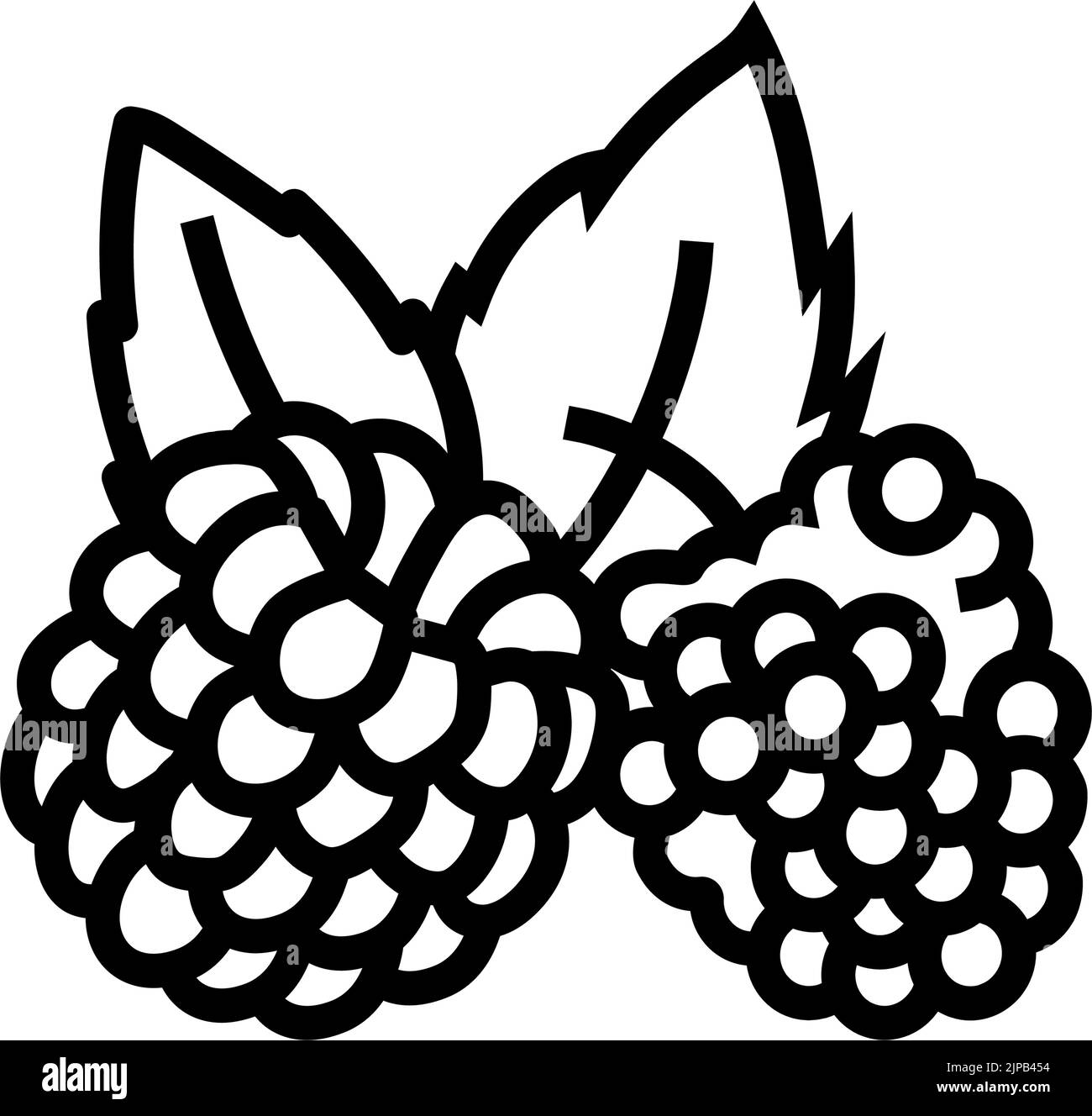 Raspberry bush harvest Black and White Stock Photos & Images - Alamy